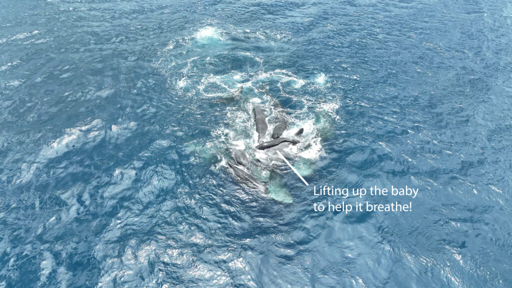 CETI: Understanding whale language and culture - Joseph DelPreto